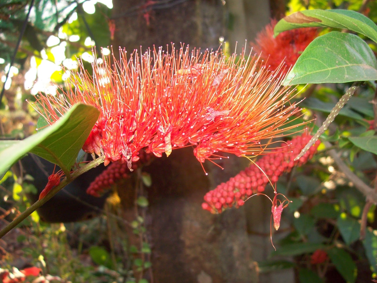 Indian flowers and herbs: Combretum rotundifolium