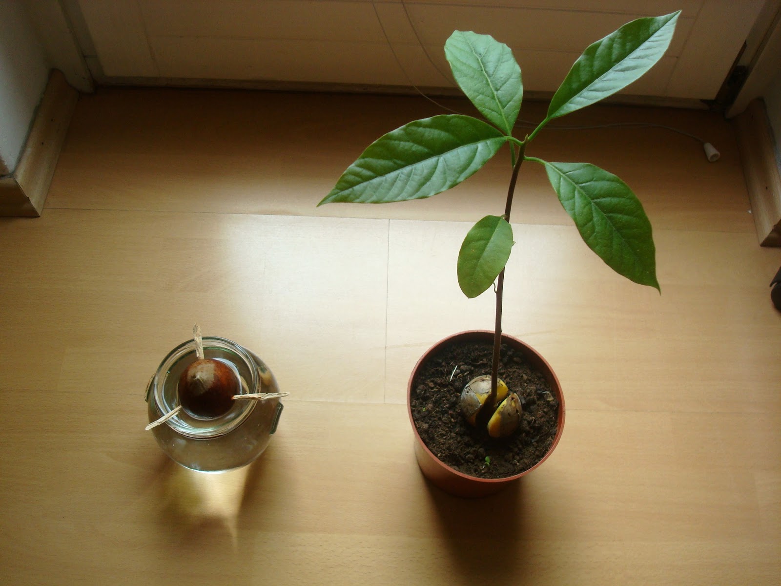 NAMIG - KAKO VZGOJIMO RASTLINO AVOKADA | INFOMPOST