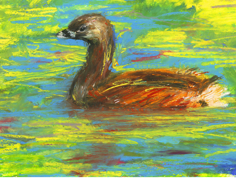 Red and the Peanut: A Pied-billed Grebe Couple at Ding Darling...