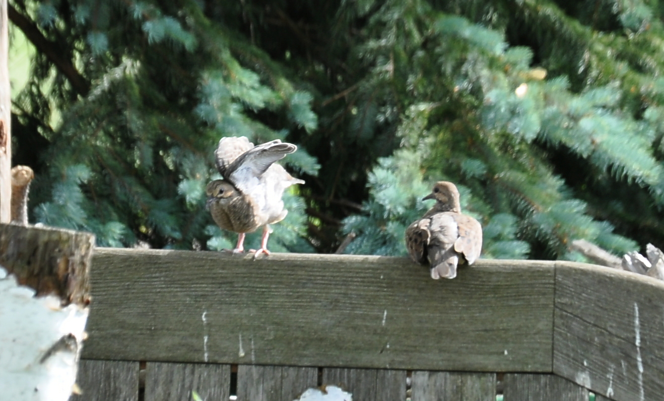 Palemaleirregulars: Multi-fledgling Day and a Catbird Besides