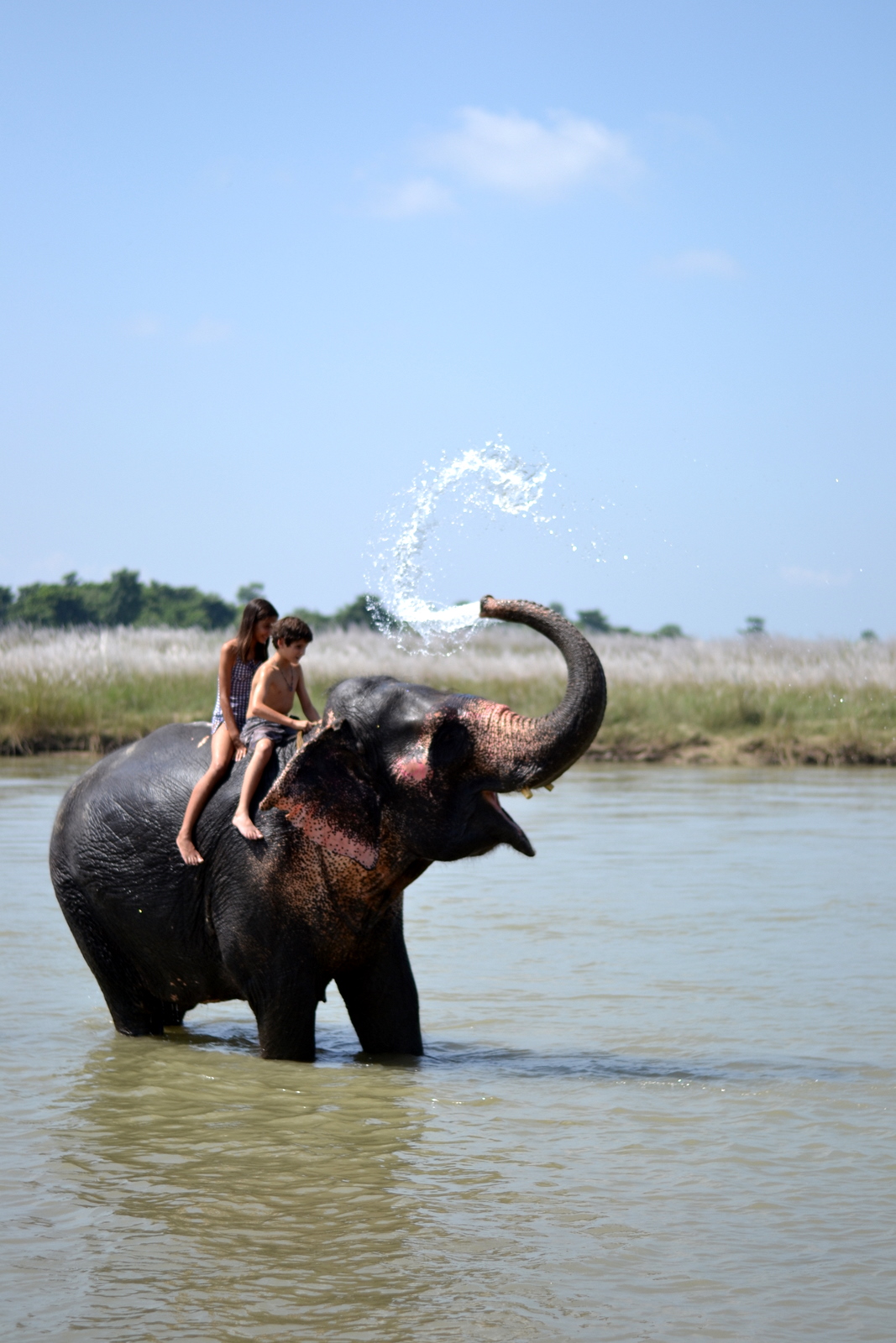 les yeux débridés: Y'avait des cro-co-diles...