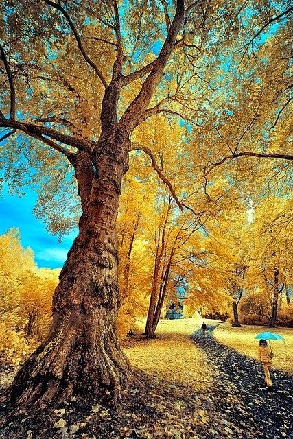 Picturesque Trees ~ Stunning nature