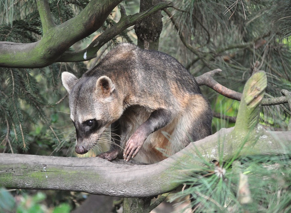 ZOOTOGRAFIANDO (6.100 ANIMALS): MAPACHE CANGREJERO / CRAB-EATING ...