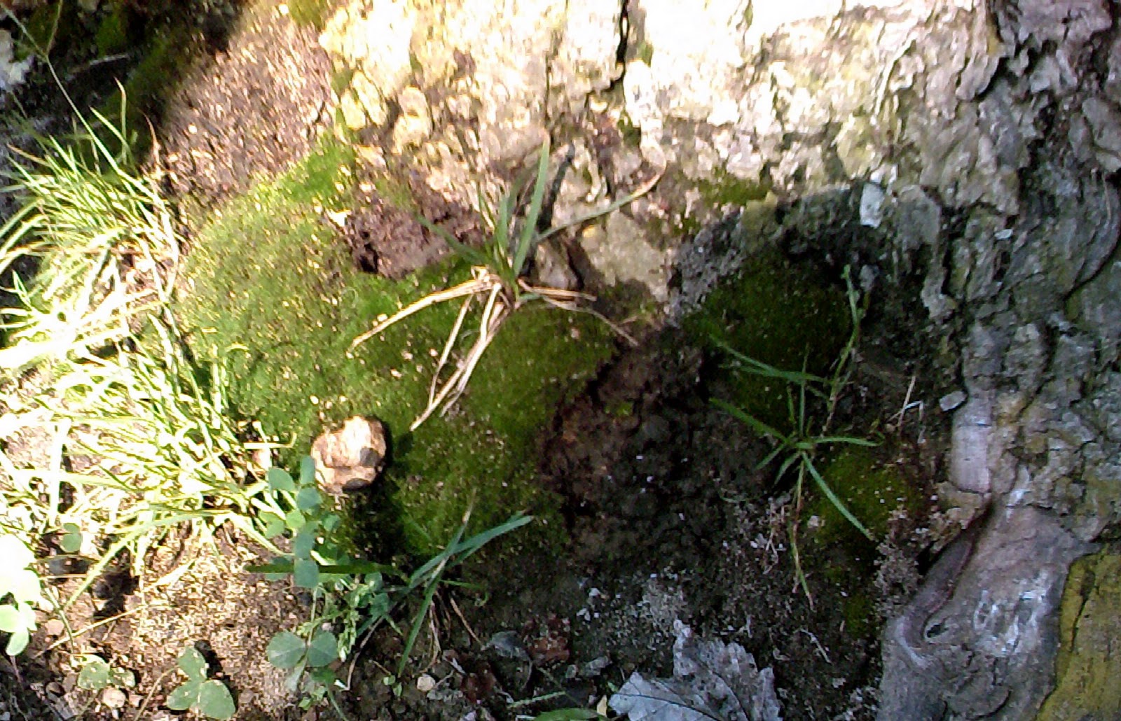 Bryobiotina: Physcomitrella patens