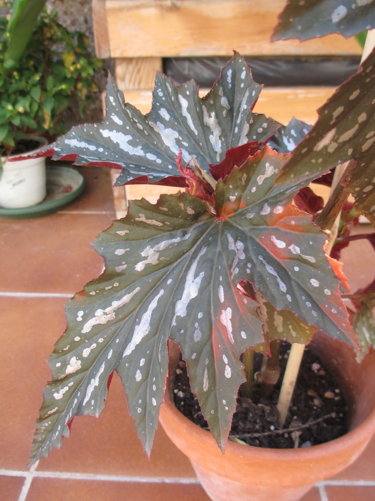La Mar de VeRde: BEGONIA SERRATIPETALA O ALA DE ANGEL
