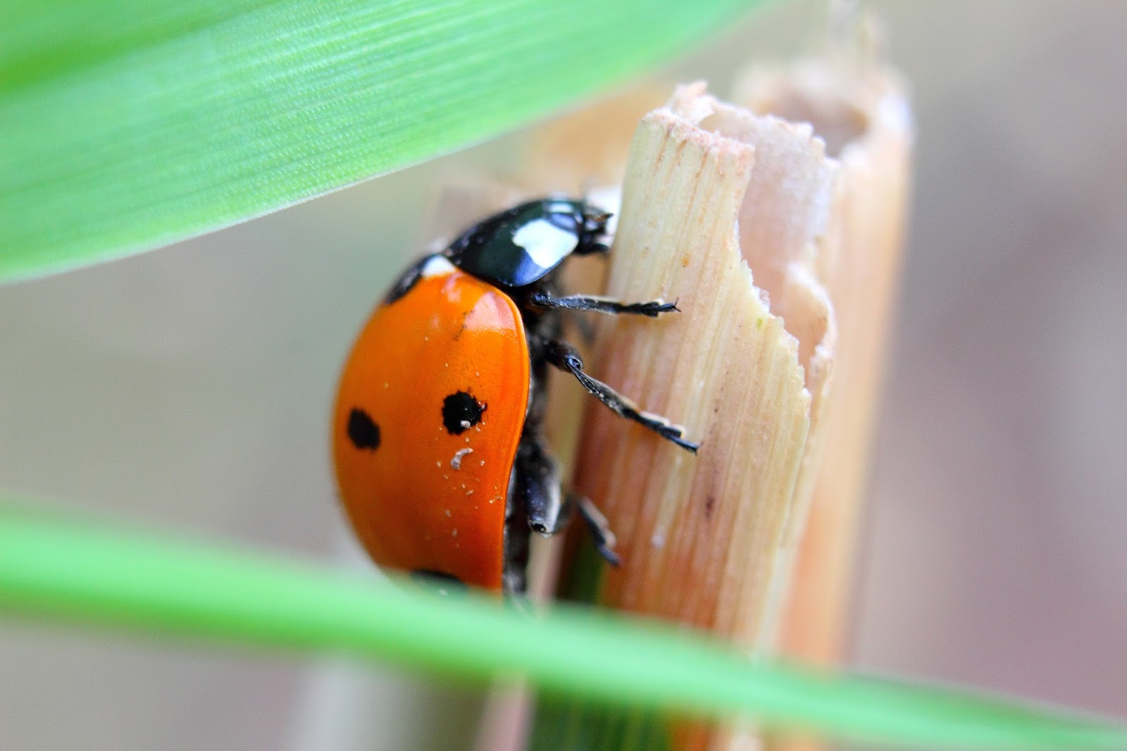 Ladybugs and metamorphosis