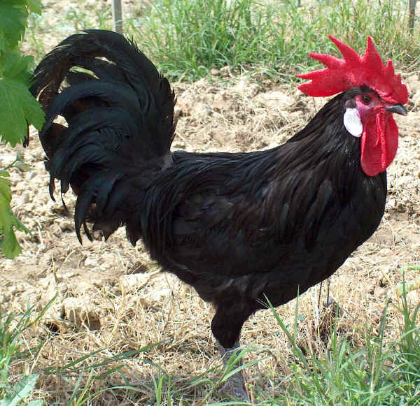 Almanacchiamo, ovvero l'Arruffaveglie!: LA LEGGENDA DEL GALLO NERO