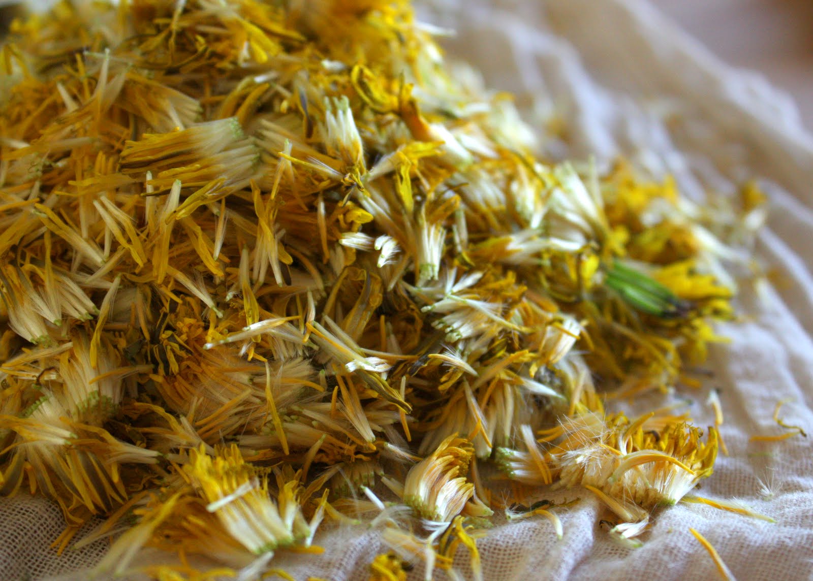 lil fish studios: Delicious Dandelions