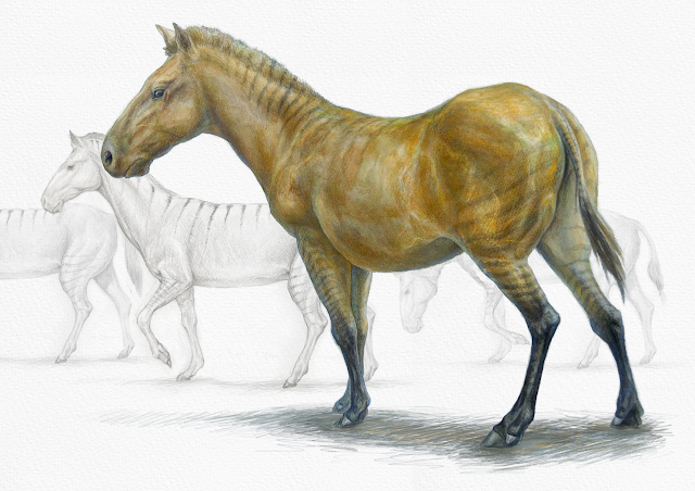 Hipparion catalaunicum - Domingo López González