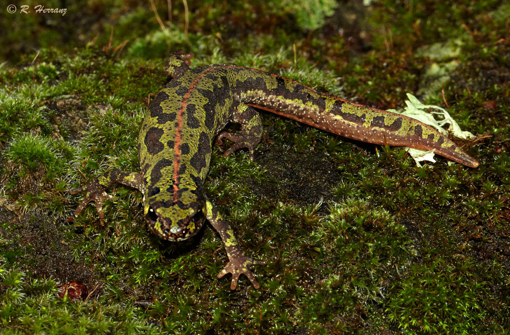 fotosricardo-h: TRITÓN PIGMEO - Southern marbled newt