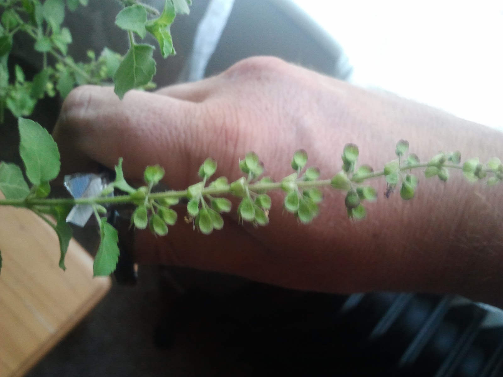 How to grow Tulasi at home: About manjaris (flowers & seeds) Tulsi produces