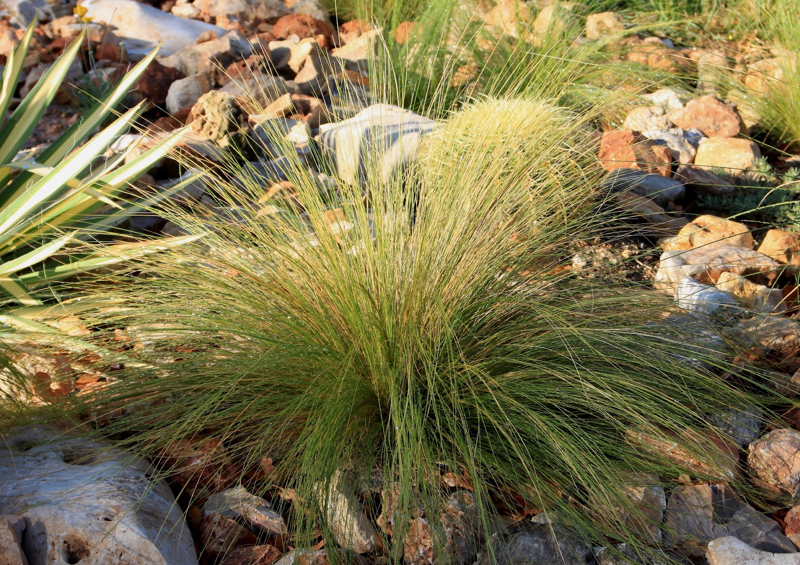 Rock-Oak-Deer: Plant ABCs: N is for Nasella Tenuissima