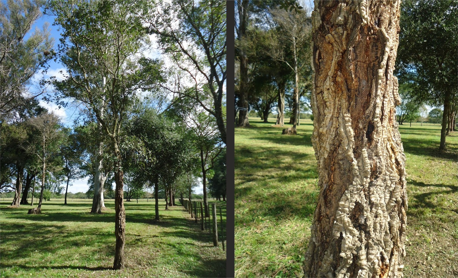 v e r d e c h a c o: Alcornoque / Corcho