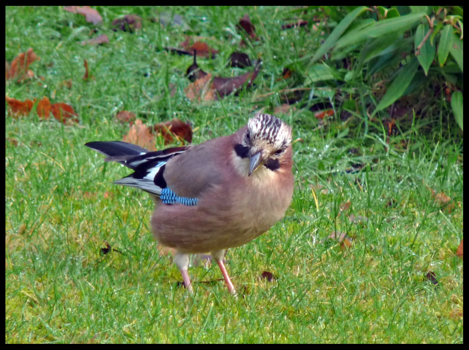 Wild and Wonderful: Home Patch: What the Robin Saw ...