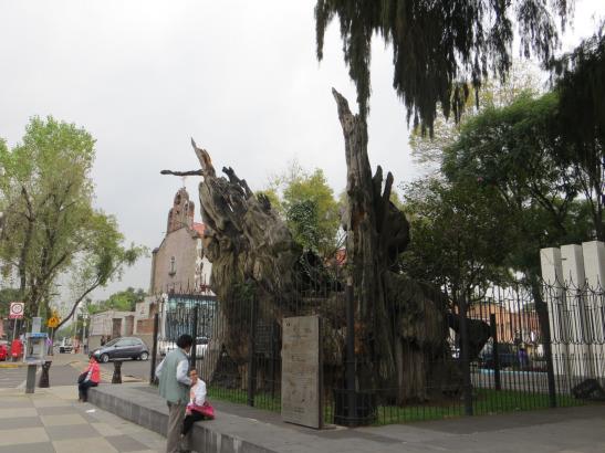 Enchufados con la Historia: El Ahuehuete en el que lloró Hernán Cortés