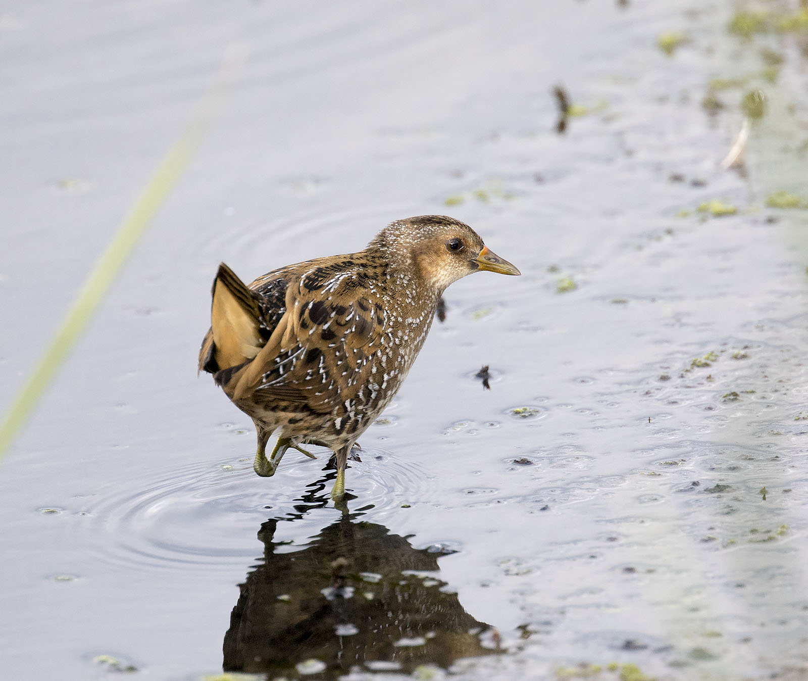pewit: Spotted Crake Gib Point