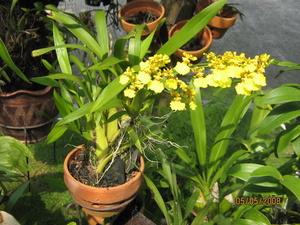 Anggrek Oncidium