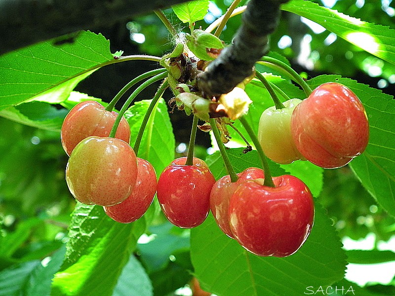 Un jour....Une photo !: 8 mai , les cerises prennent des couleurs ...