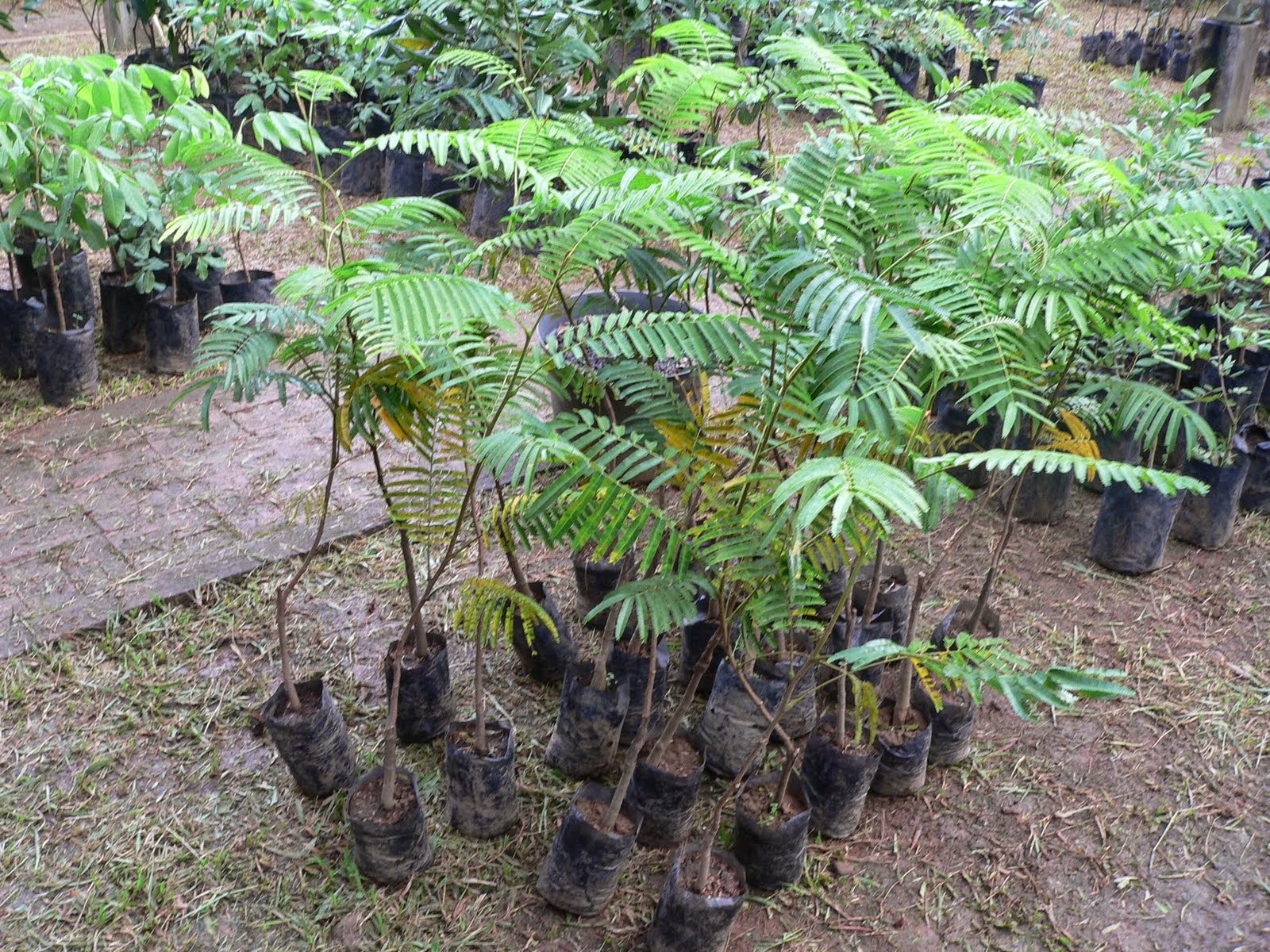 Memahami Tata Cara Berkebun: Budidaya pohon petai