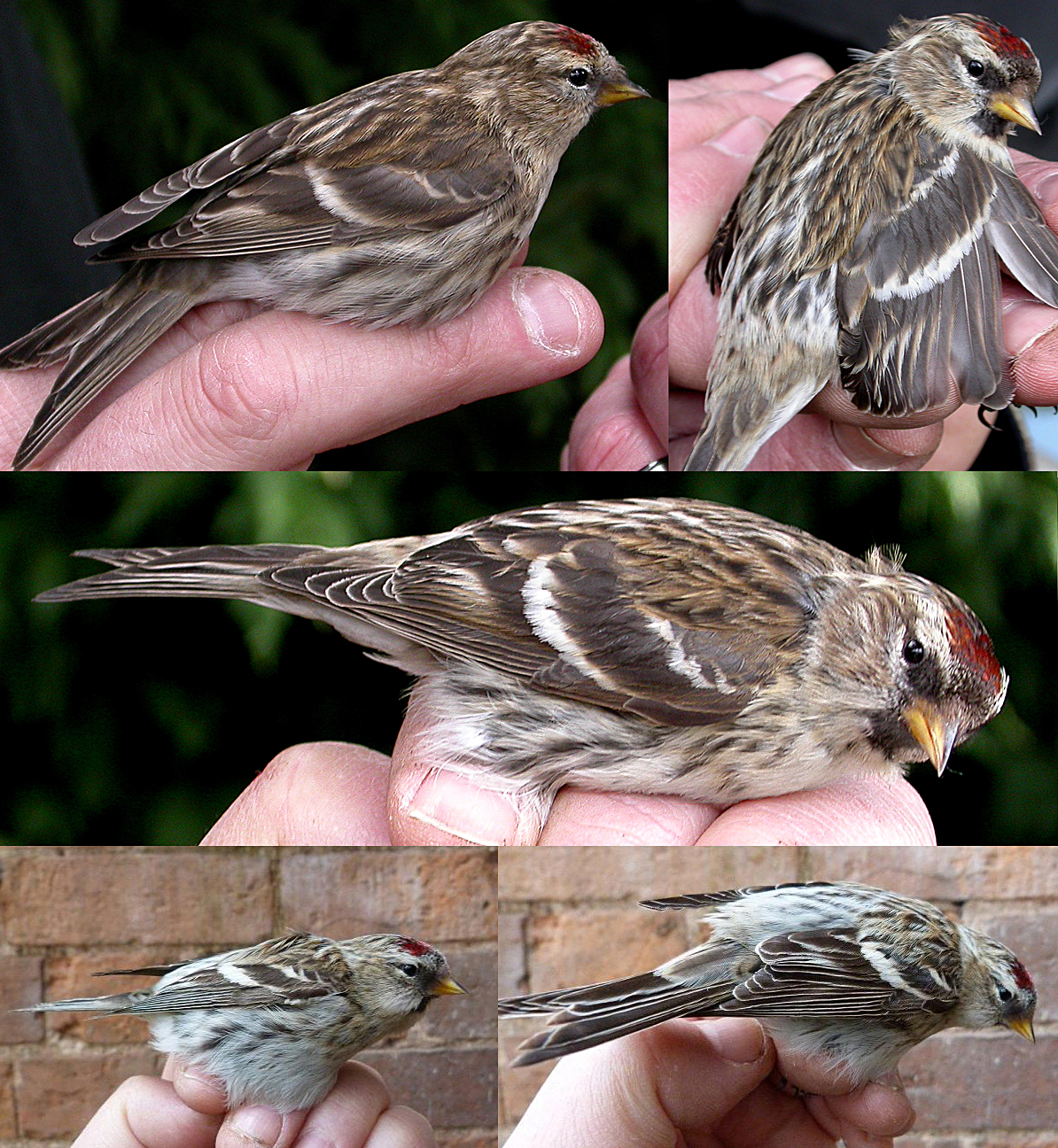 Worcestershire Redpolls and separation guide: Worcestershire Redpolls ...