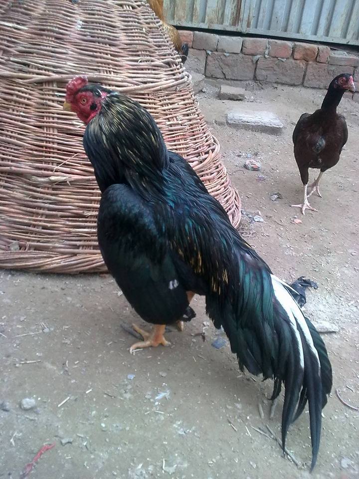 pakistani Aseel/Asil Breed Chicken