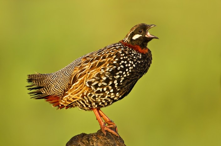 Chim đa đa - Sinh Vật Cảnh Việt Nam