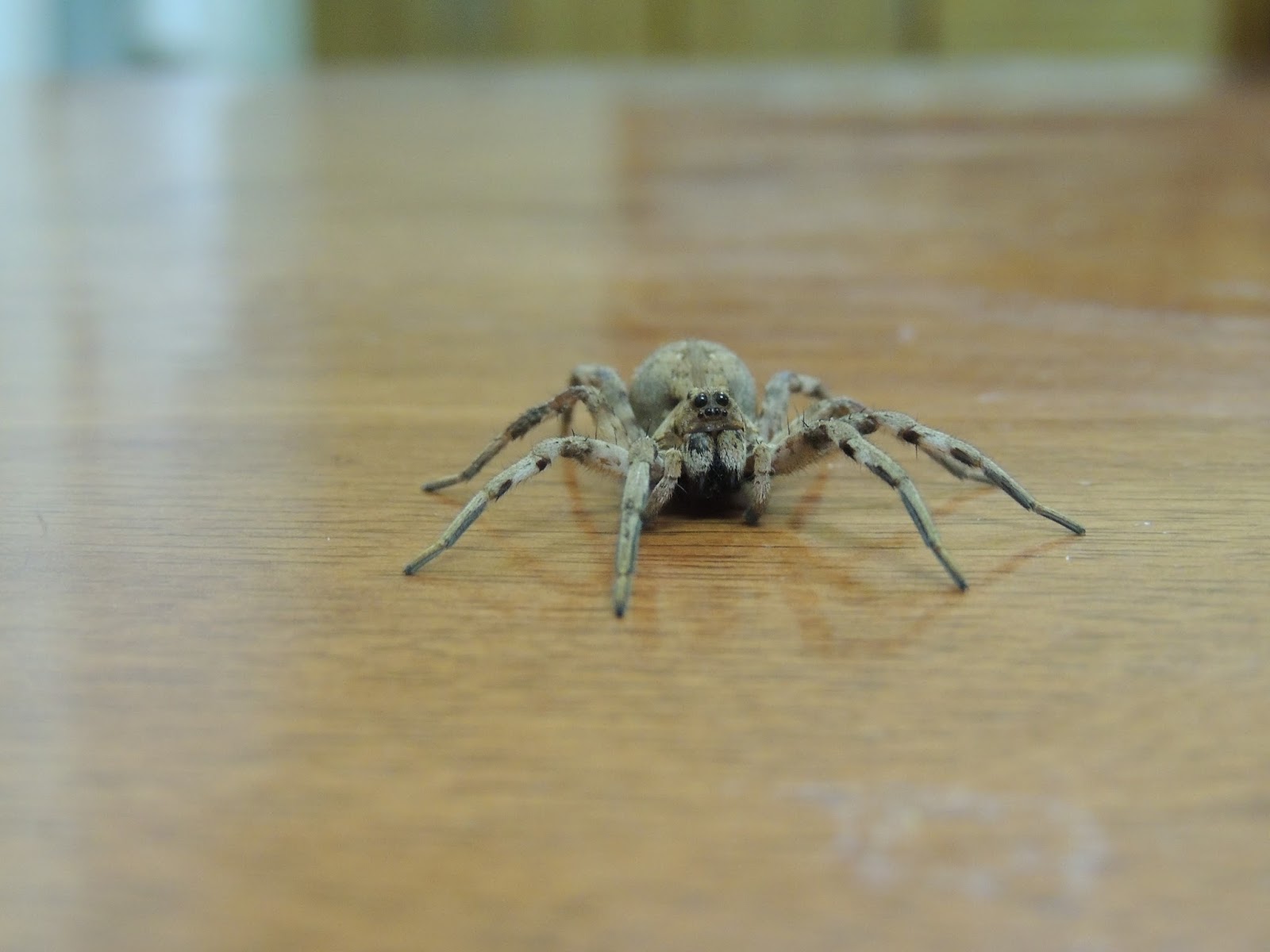 Dera's bio-diversity: Huntsman spider