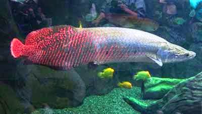 Jenis Ikan Naga Yang Dikenal | Akuarium Ikan Hias