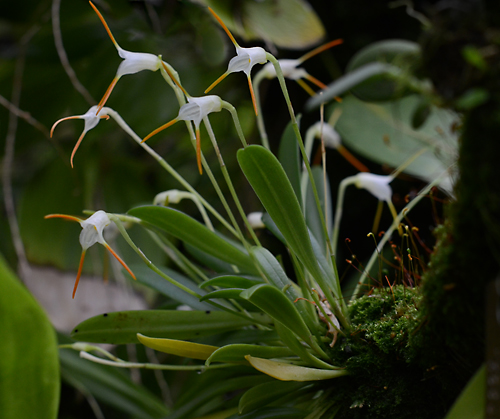 The Orchid Column: 3 Dens & a Masdevallia