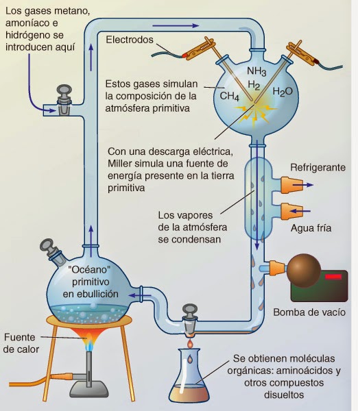 MariaCMC: "TEORÍA DE OPARIN-HALDANE Y EL EXPERIMENTO DE MILLER"