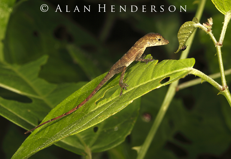 Minibeast Wildlife - Rainforest Encounters: Costa Rica - Day 4-5 ...