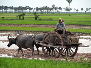All about Cambodia: Rice Production in Cambodia