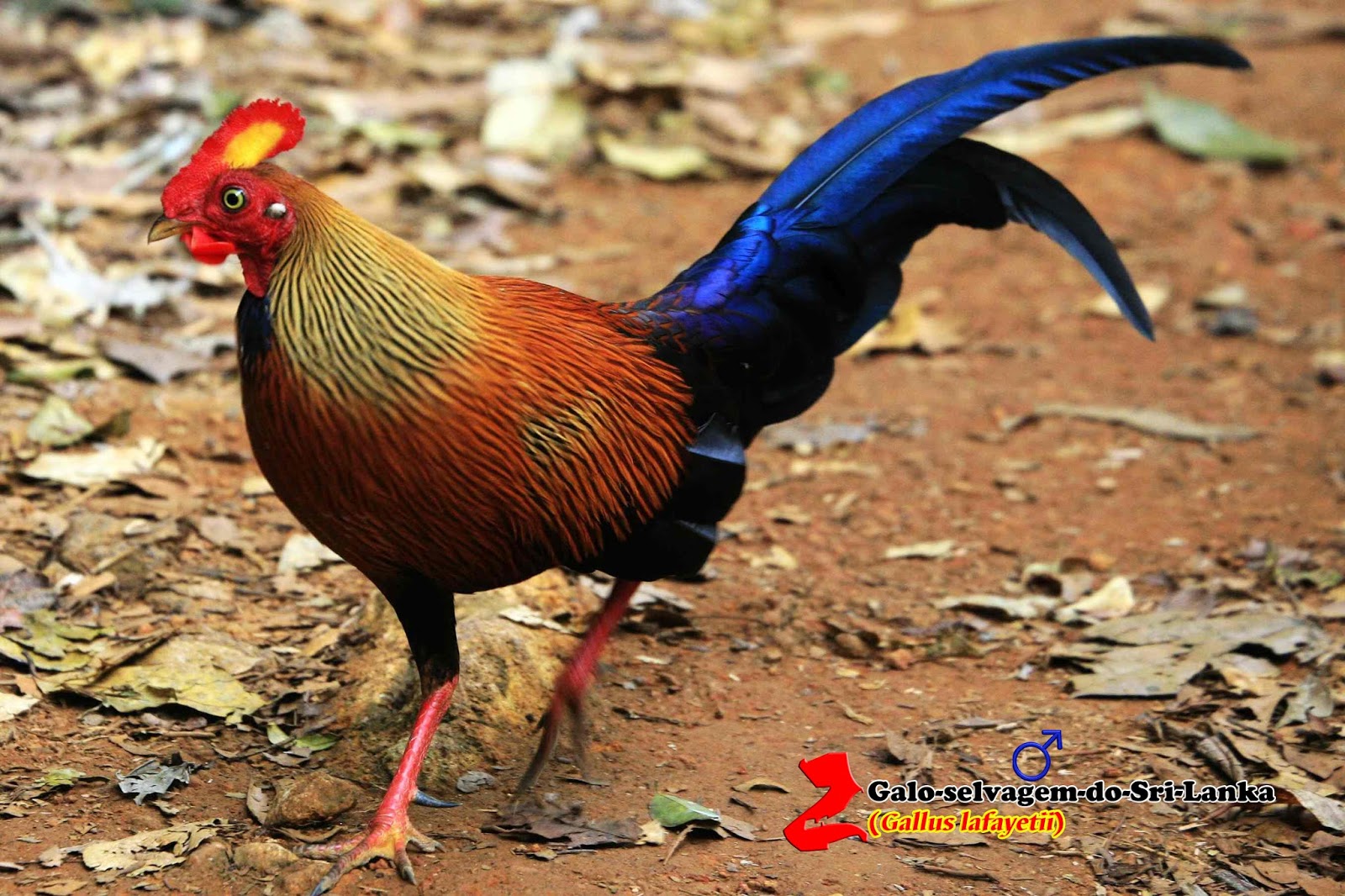 Zoologia: Galo-selvagem-do-Sri-Lanka (Gallus lafayettii)