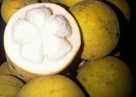 Manfaat dan Khasiat Buah Kecapi | Tanaman Herbal