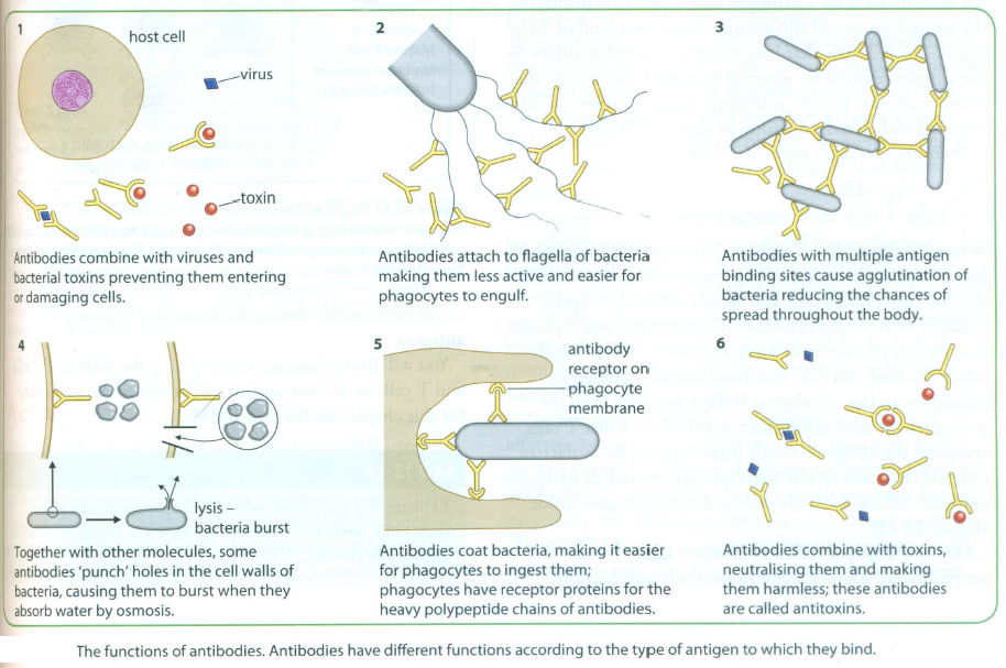 # 60 Action of B-lymphocytes | Biology Notes for A level