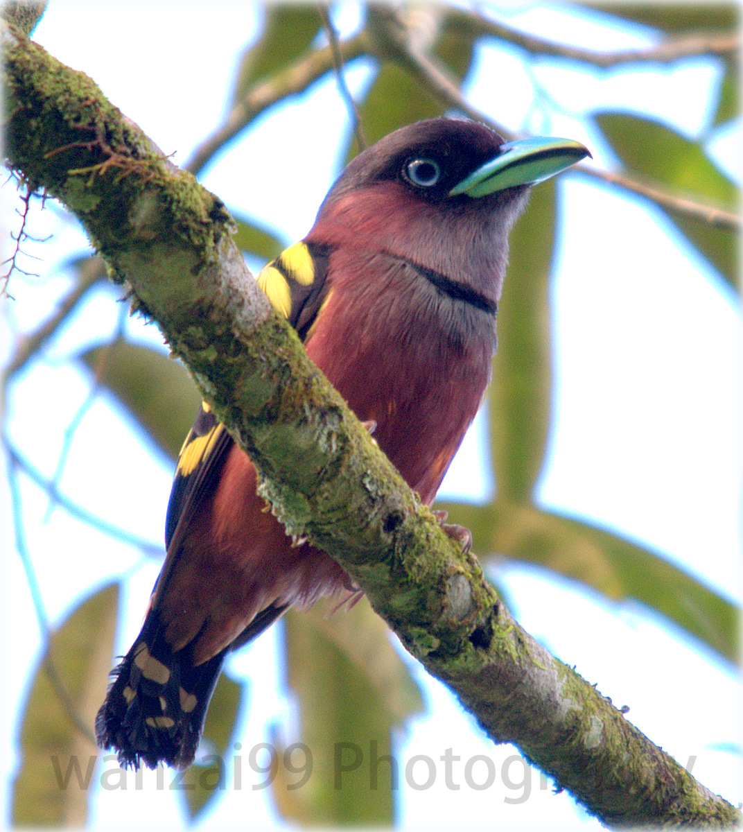 wanzai99 PHOTOGRAPHY: Burung Takau Rimba