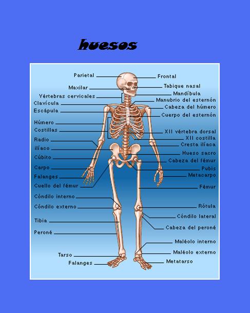 microbito-vampirito: HUESOS