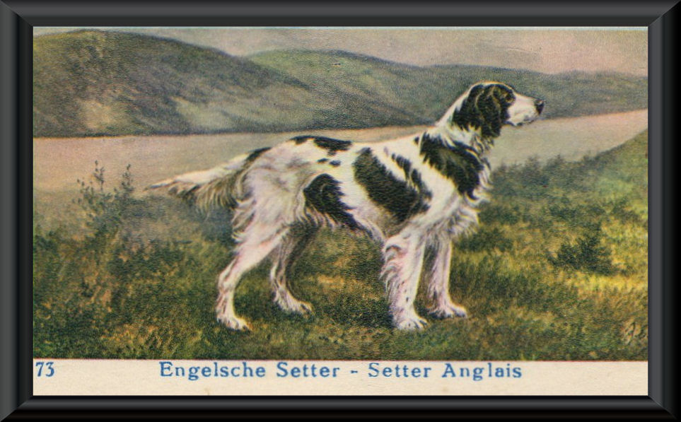 dogstamps originals: dieren postzegels E