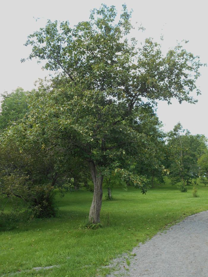 Future Plants by Randy Stewart: Hawthorns