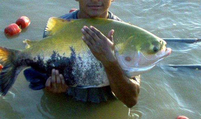 Venta de Alevines de Cachama y Coporo