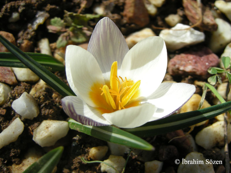 The Country Of Crocuses: Crocus candidus