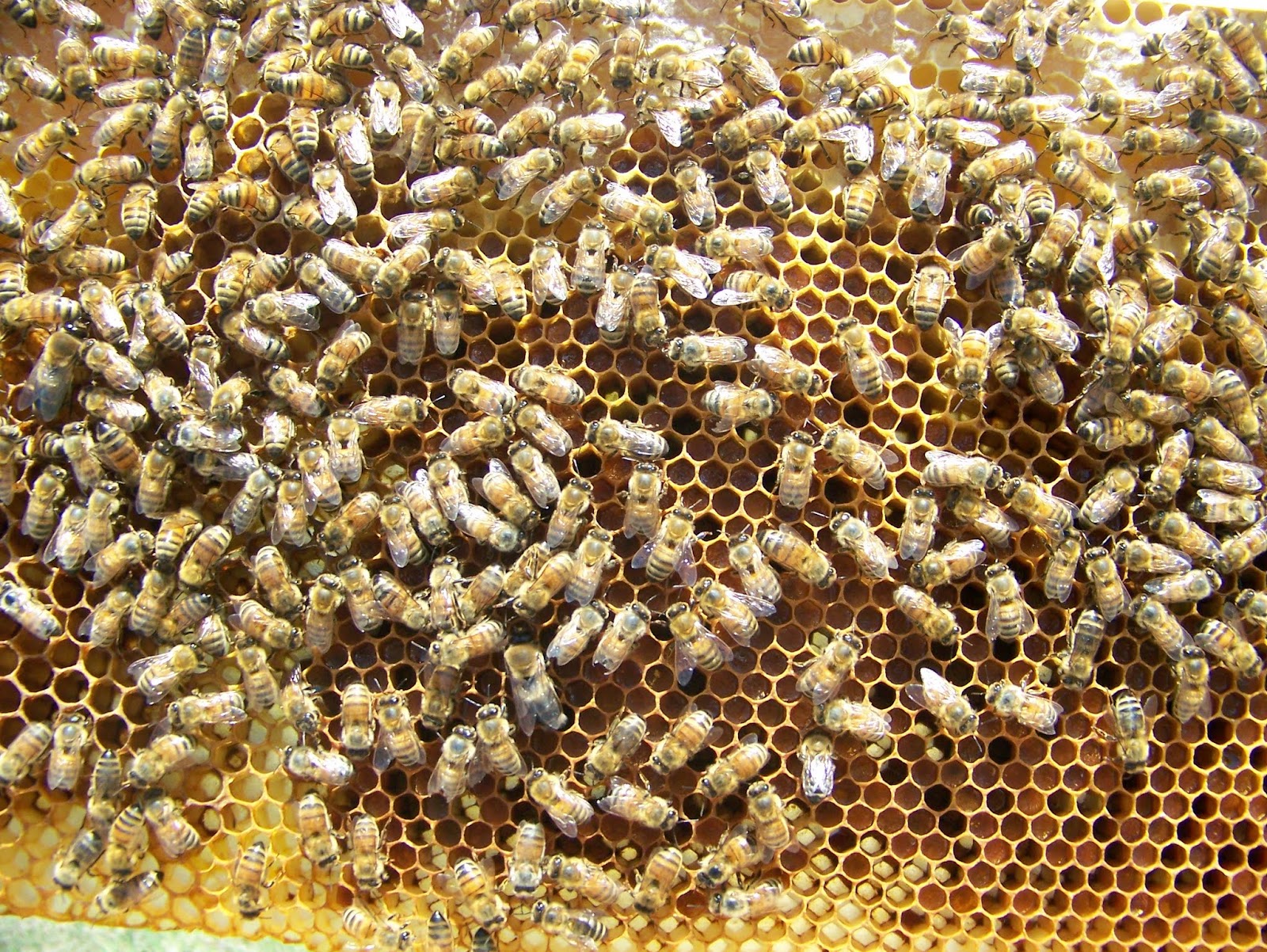 Bee Keeping Beginings: Bee Bread Mystery