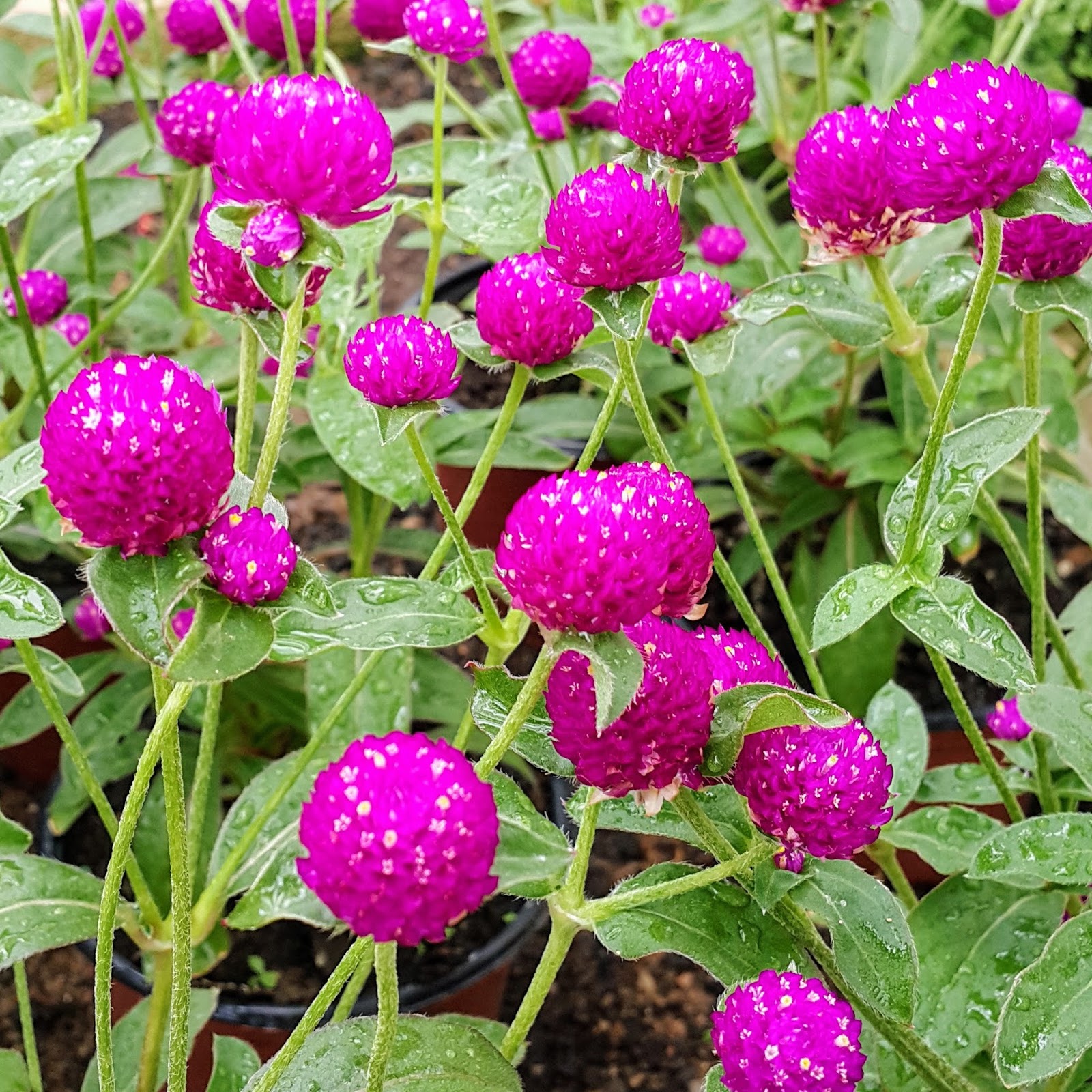 "Verdade//aspas" : 👪 Amaranthaceae (Gomphrena globosa 'Las Vegas Mix')