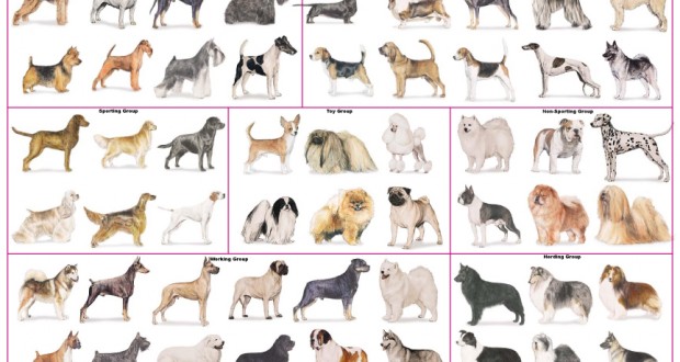 Ras anjing dan jenis - jenis anjing lengkap part 1 ~ Paw - Tail & All ...