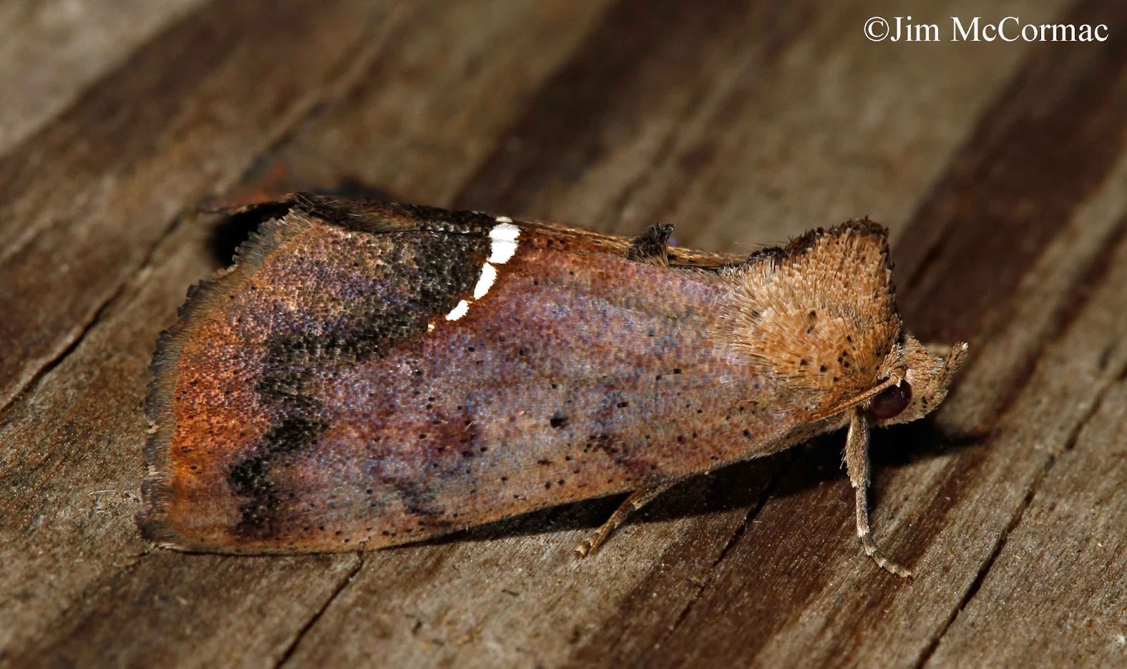 Ohio Birds and Biodiversity: Some more Mothapalooza highlights