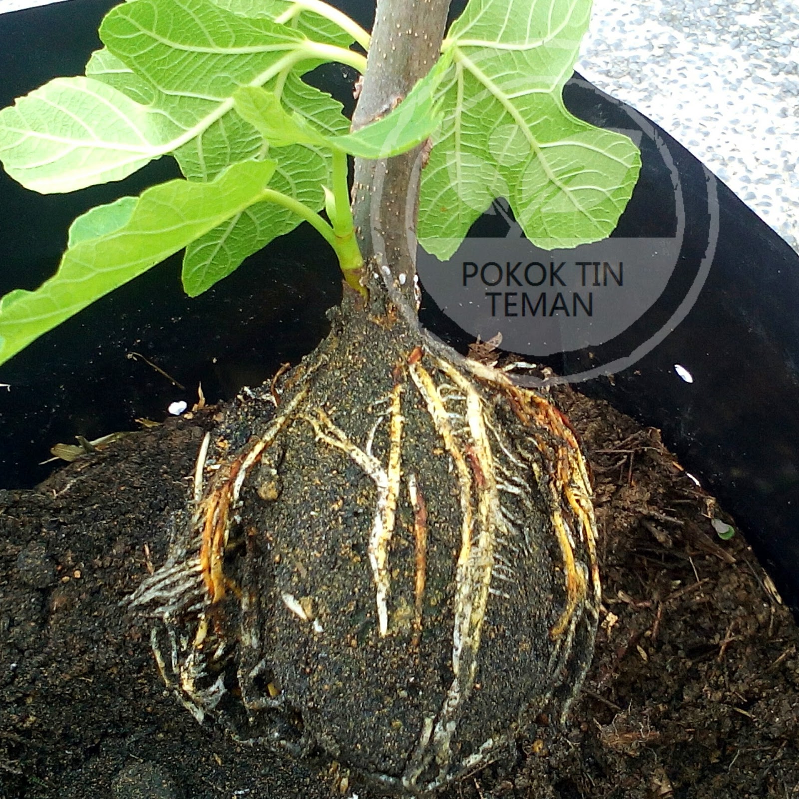 Pokok Tin Teman: Perkembangan Tut#02: Penanaman hasil Tut Pokok Tin