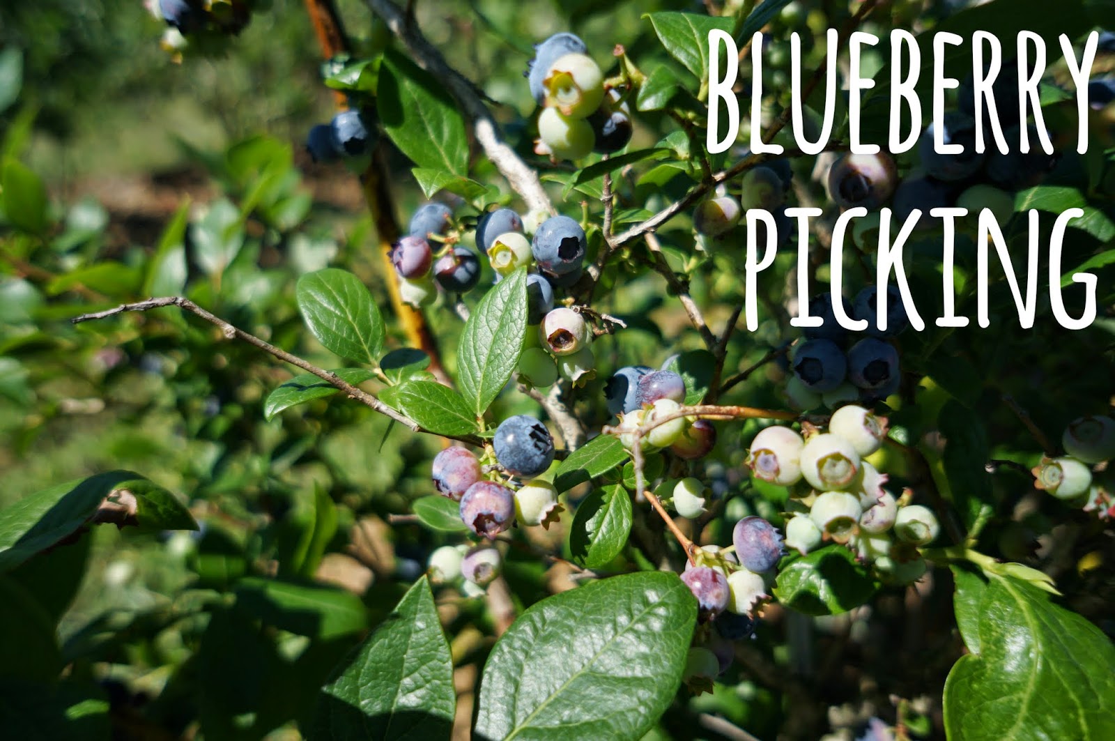 Blueberry Picking