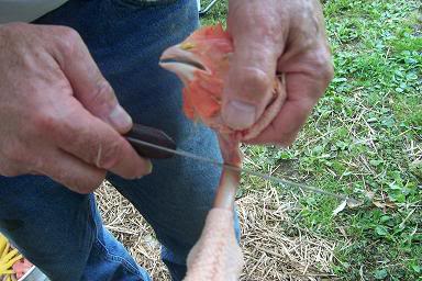 How ToButcher A Chicken: Step 3Remove The Head