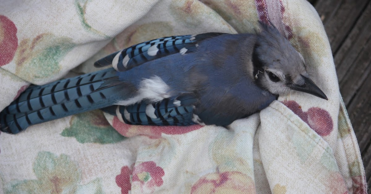Horsing Around At Home: Operation blue jay rescue