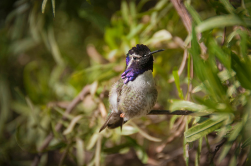 PURPLE SAGE ORIGINALS: Hummingbird Fever